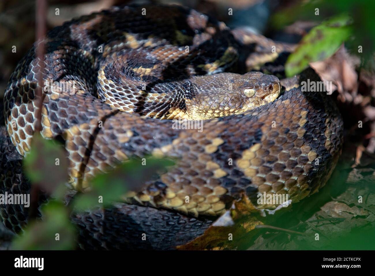 Timber Rattlesnake (Crotalus horridus) - Bracken Mountain Preserve ...