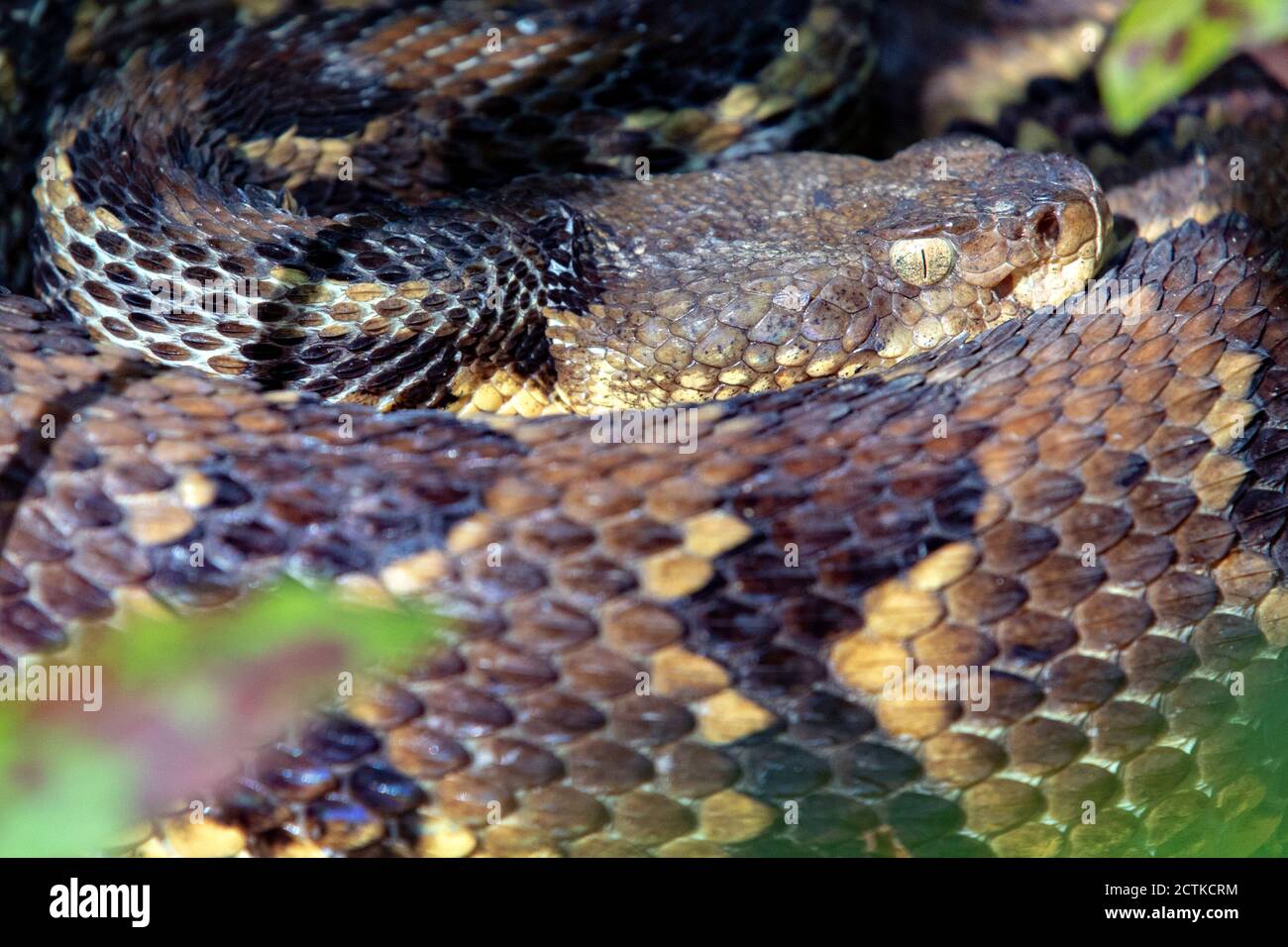 Timber rattlesnakes hi-res stock photography and images - Alamy