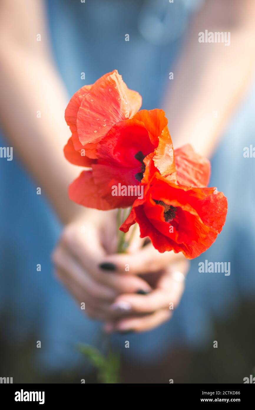 Hand holding poppy hi-res stock photography and images - Alamy