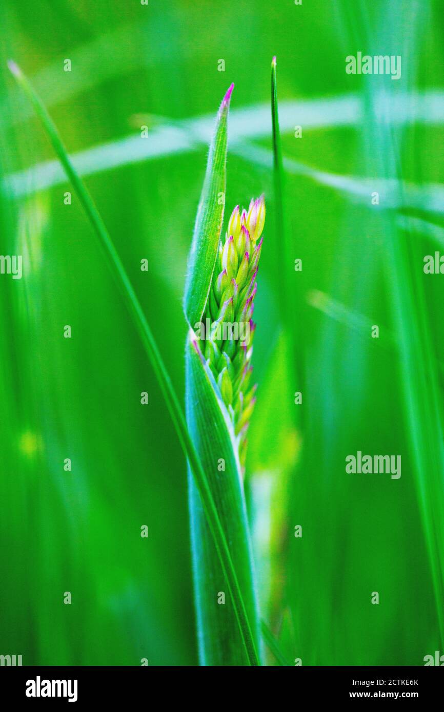 Reed colour hi-res stock photography and images - Alamy