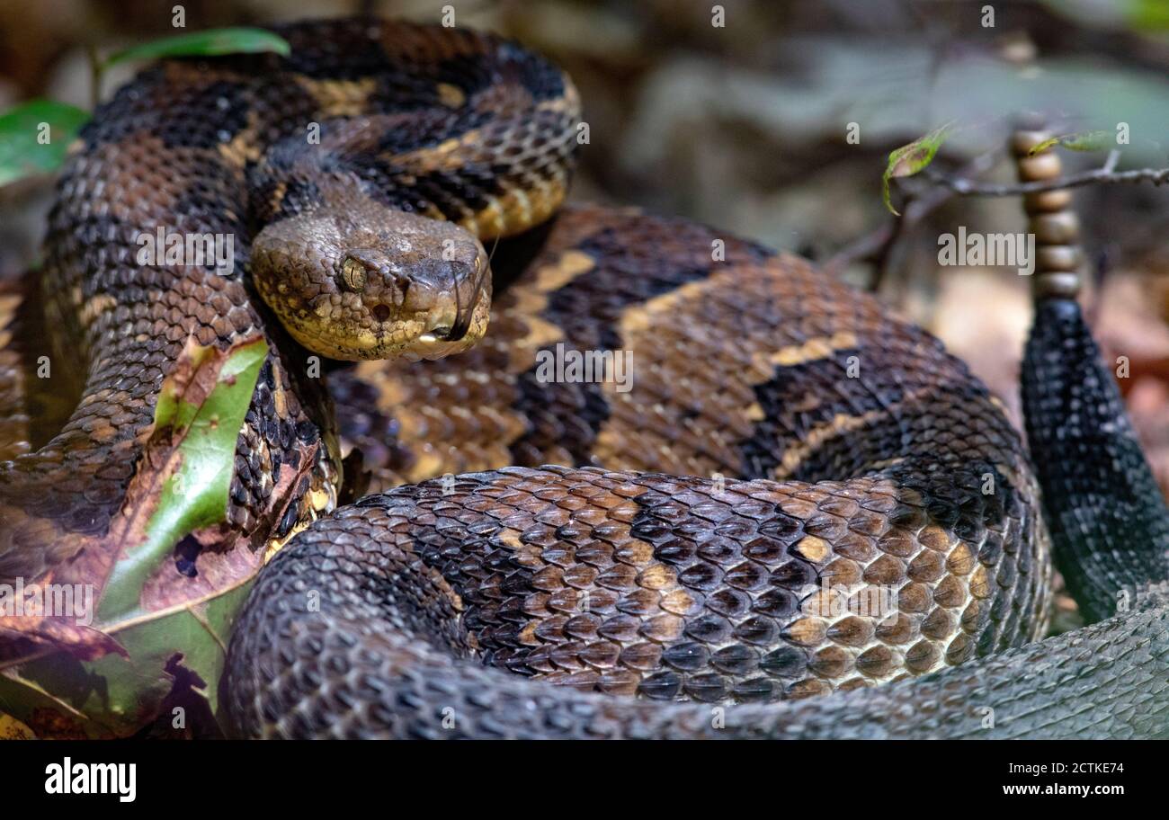 Snake venomous canebrake rattlesnake hi-res stock photography and ...