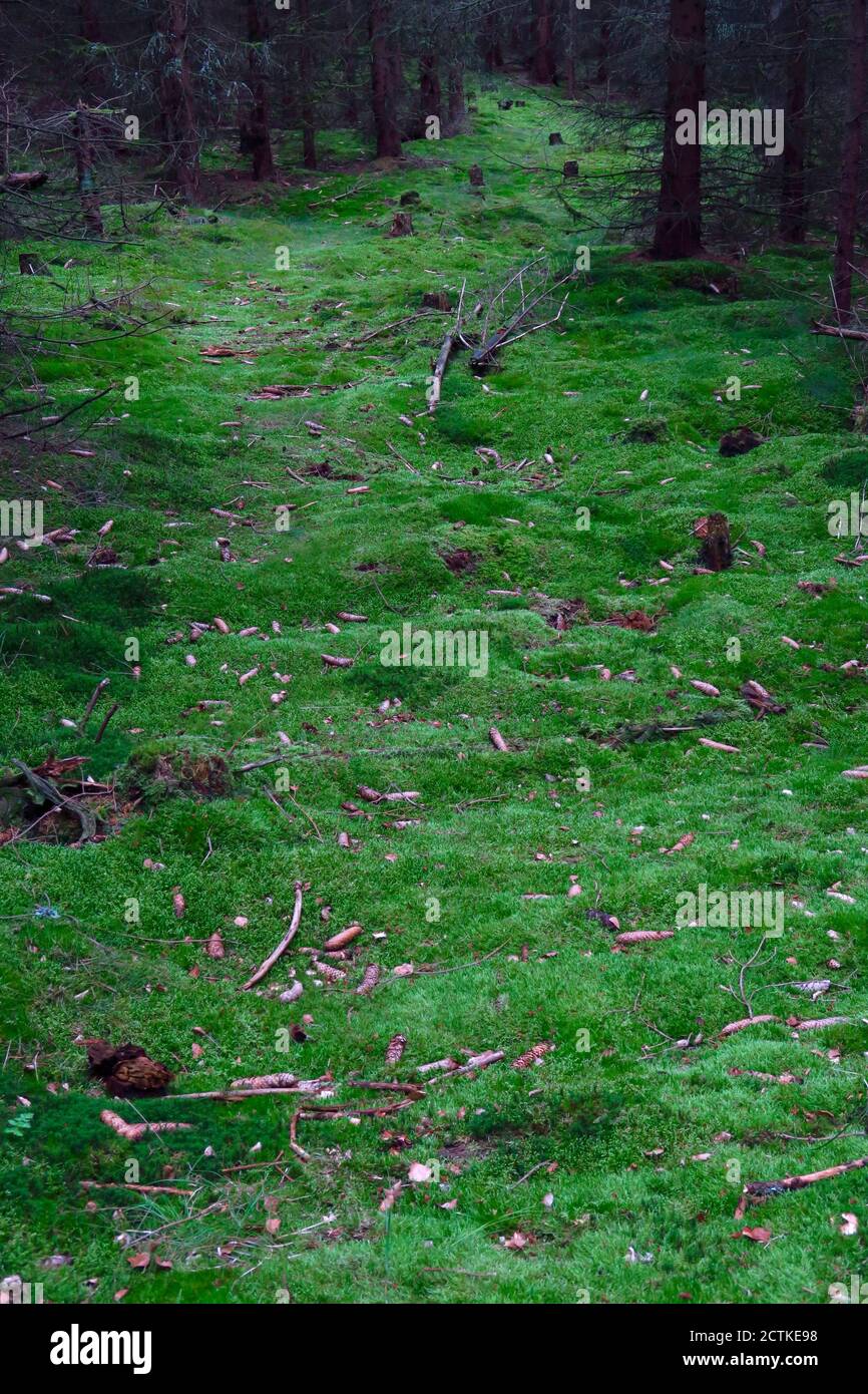 Green landscape mossy scene hi-res stock photography and images - Alamy