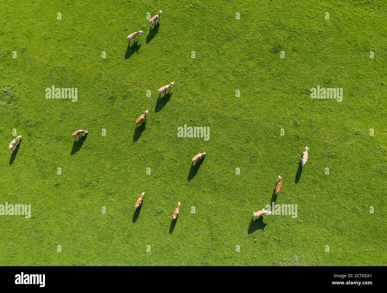 Cow drone hi-res stock photography and images - Alamy