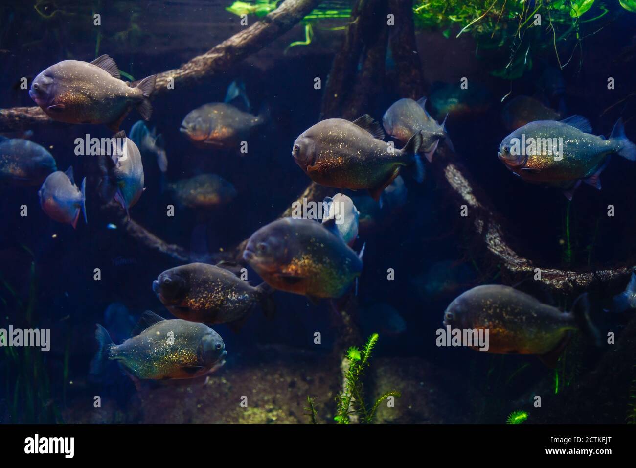 shiny fish in the aquarium Stock Photo - Alamy