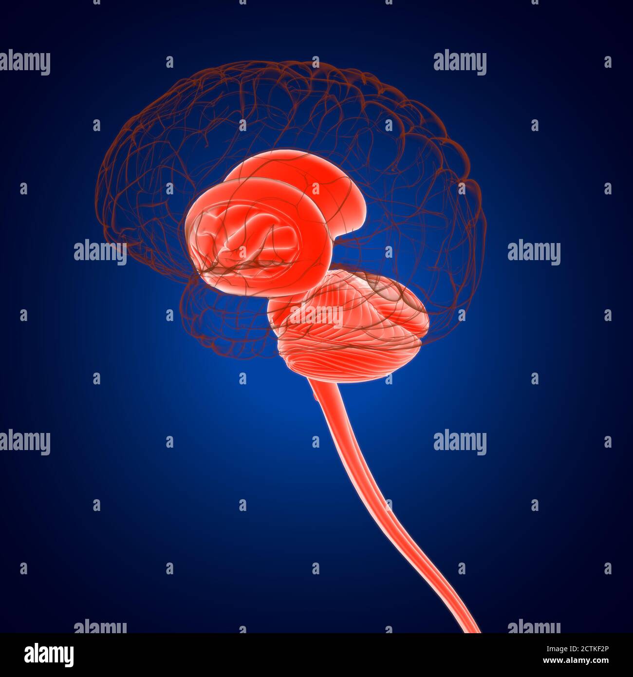 Human Brain inner parts Anatomy For Medical Concept 3D Illustration ...