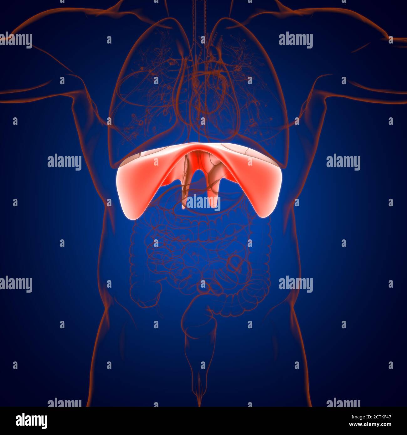 Diaphragm Human Respiratory System Anatomy For Medical Concept 3D ...