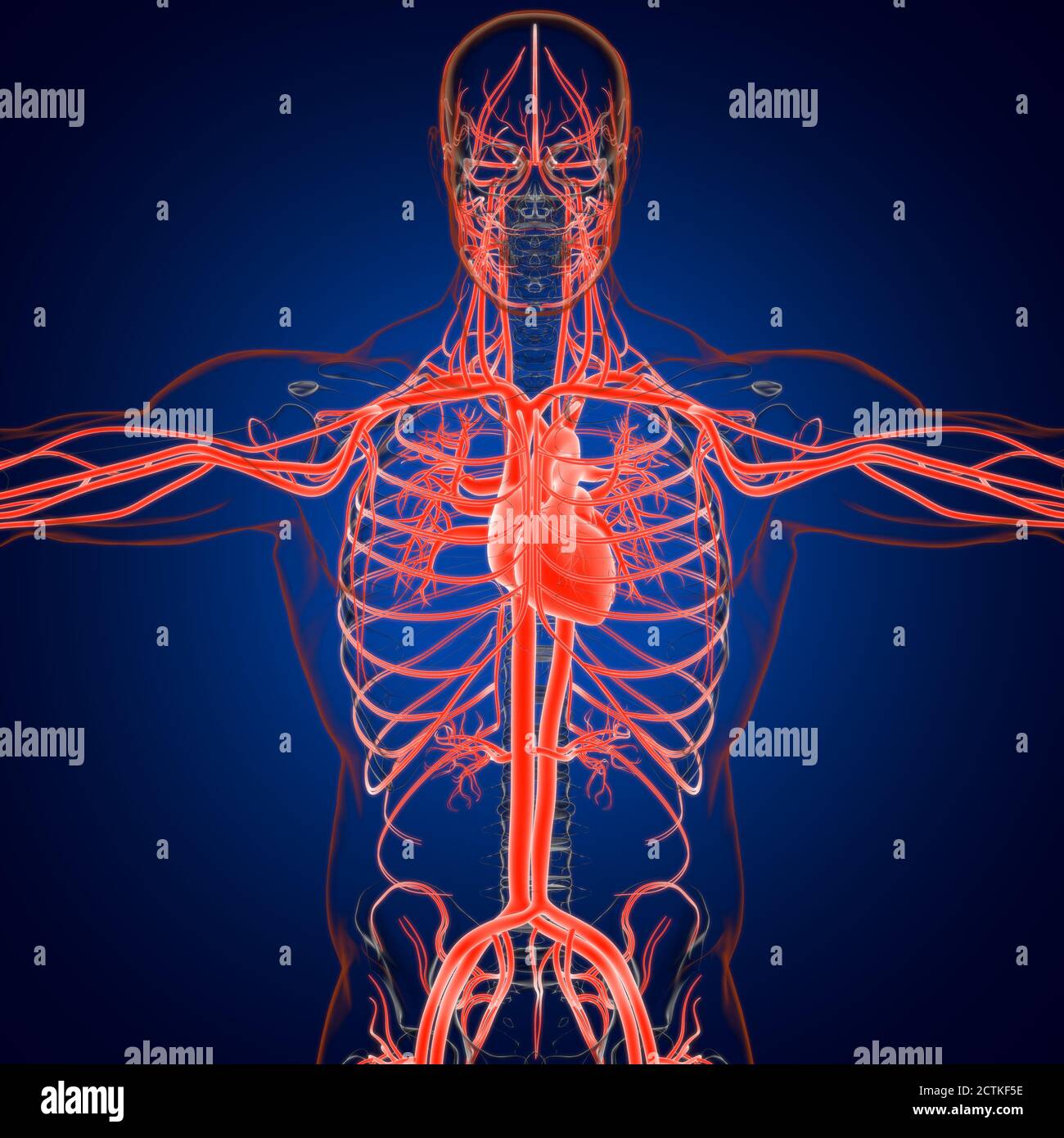 Circulatory system head hi-res stock photography and images - Alamy