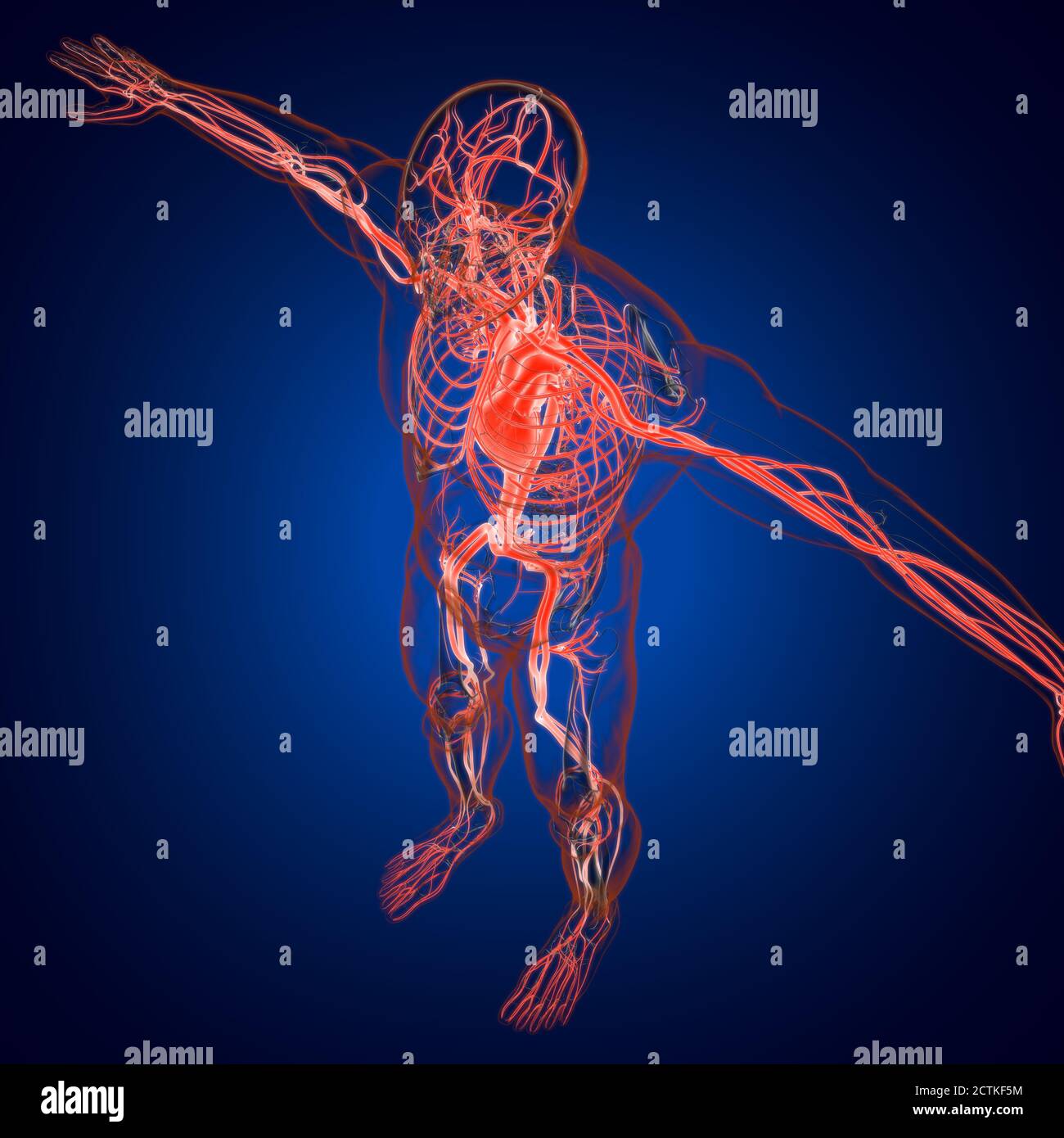Human Heart With Circulatory System Anatomy For Medical Concept 3D ...