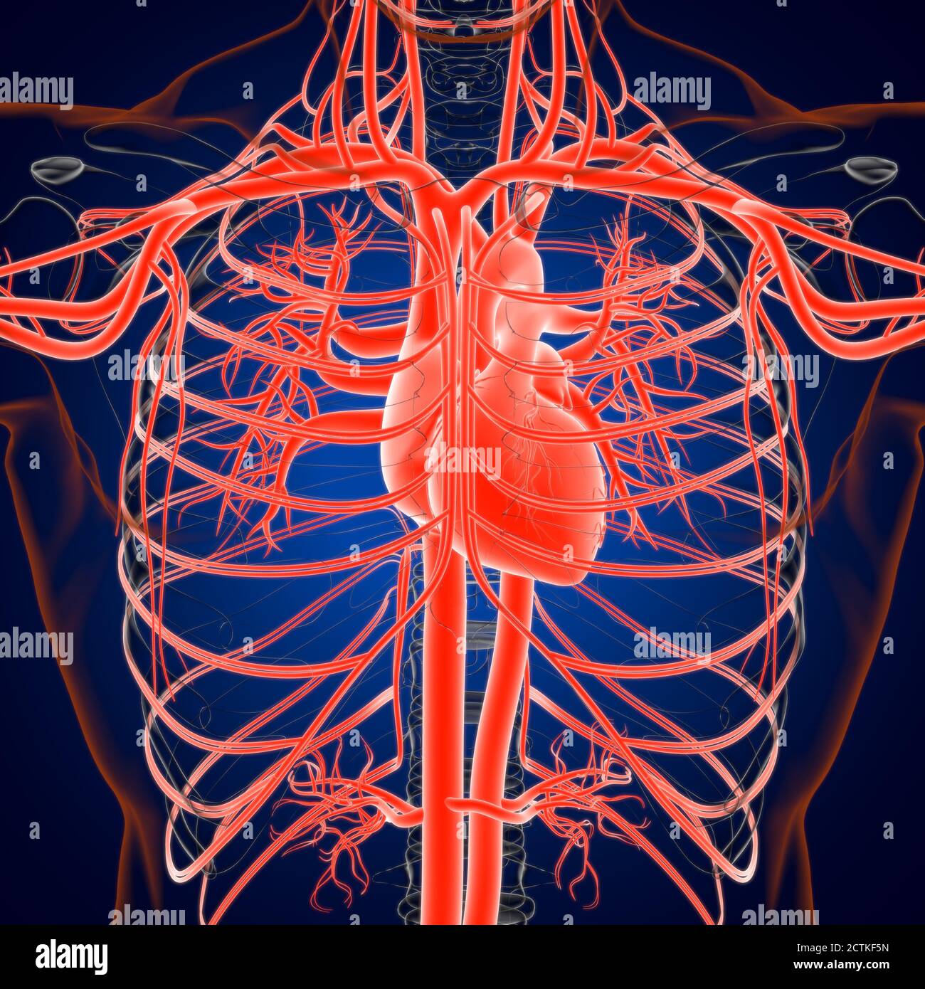 Human Heart With Circulatory System Anatomy For Medical Concept 3D ...