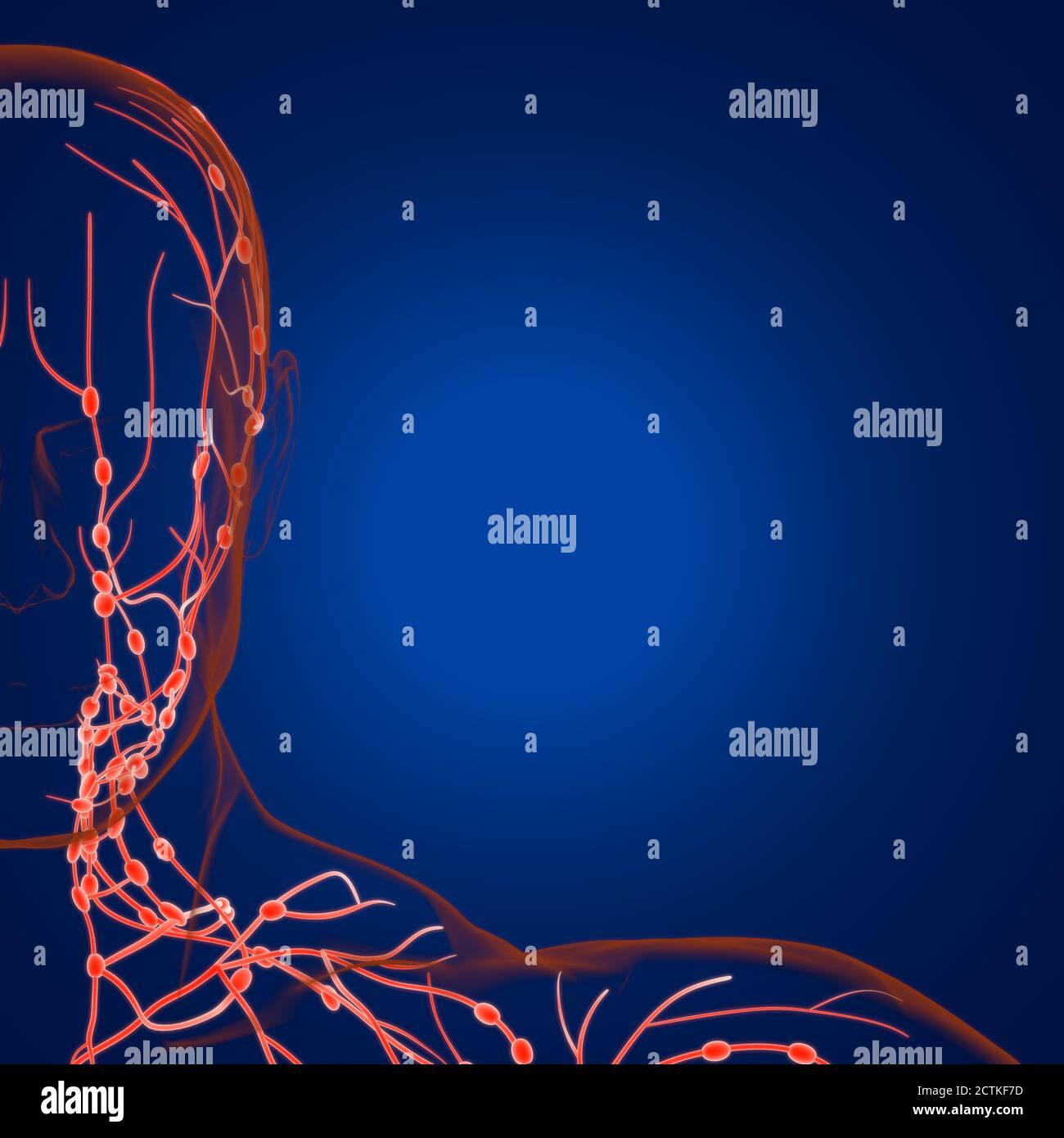 Human Lymph Nodes Anatomy For Medical Concept 3D Illustration Stock ...
