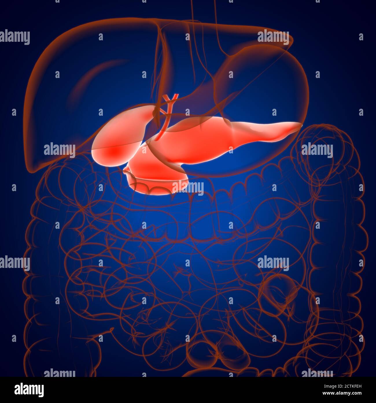 Gall Bladder Human Digestive System Anatomy For Medical Concept 3D ...