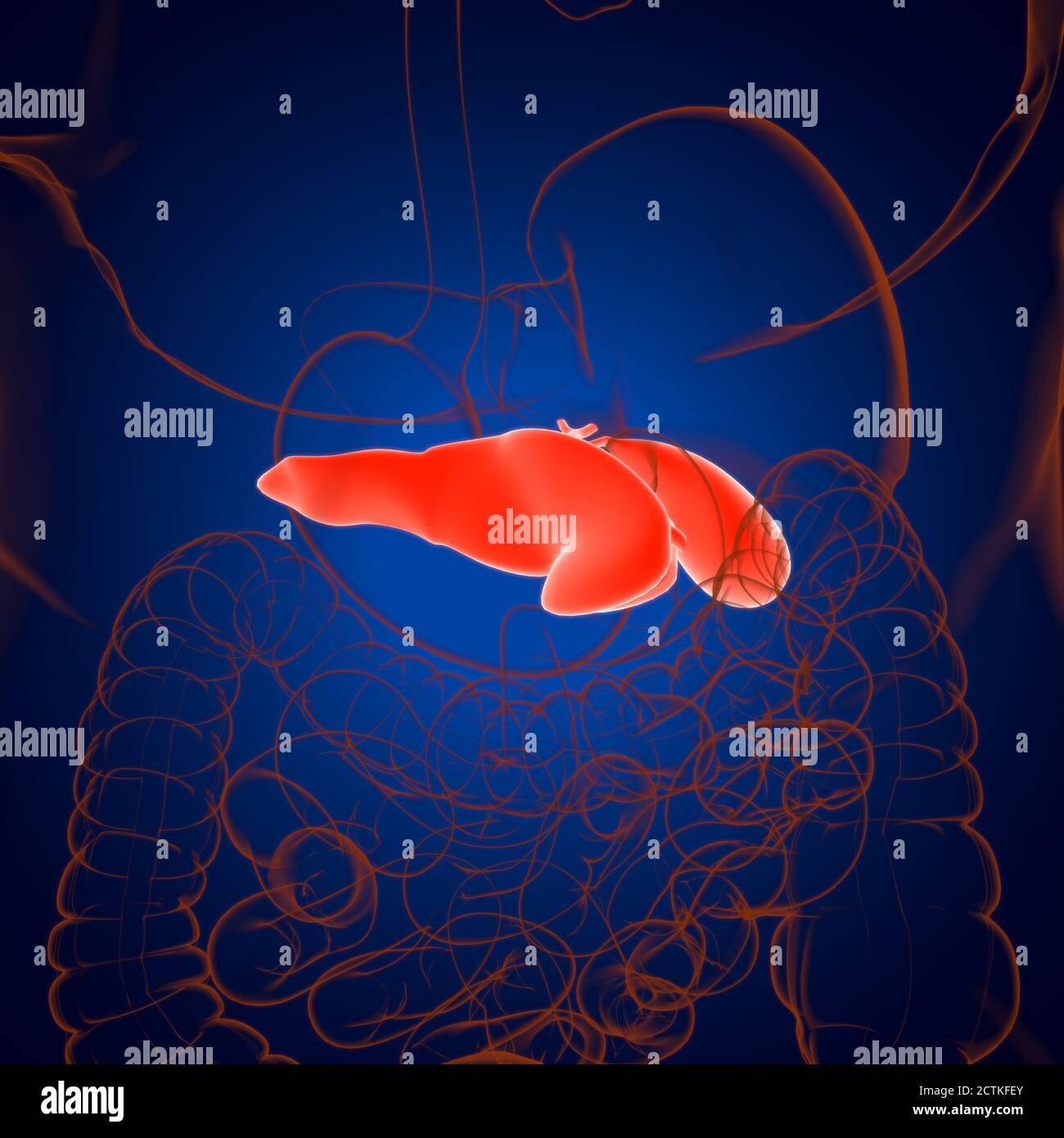 Gall Bladder Human Digestive System Anatomy For Medical Concept 3D ...
