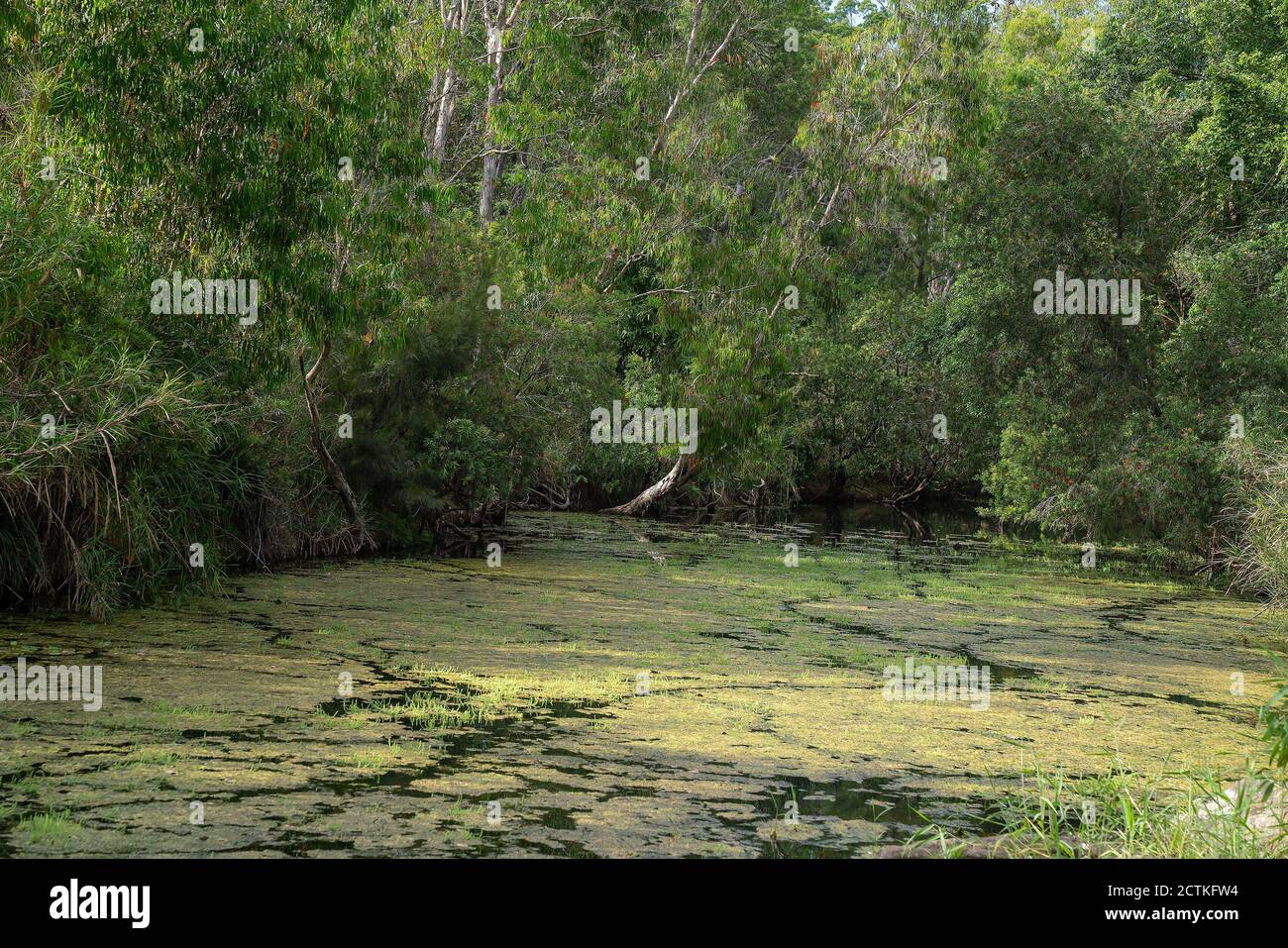 A small country creek covered with algae in a forest environment Stock ...