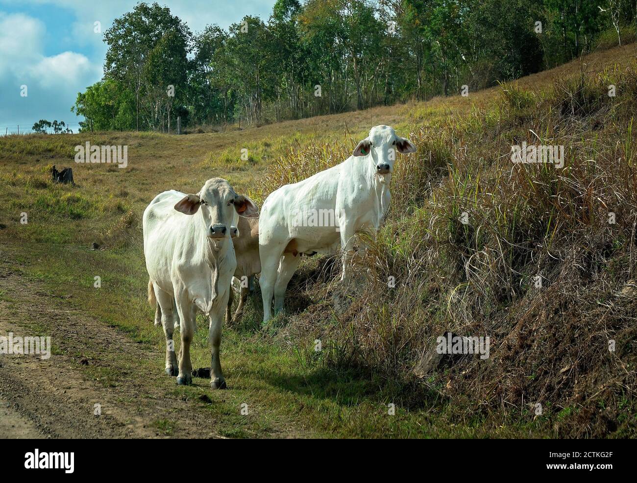 Cattle wandering along a country dirt road outside of their fenced ...