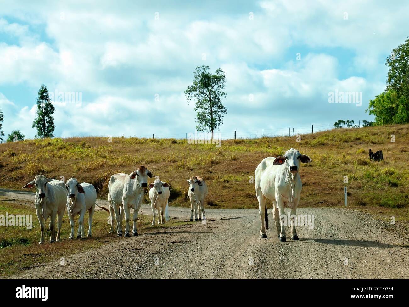 Cattle wandering along a country dirt road outside of their fenced ...