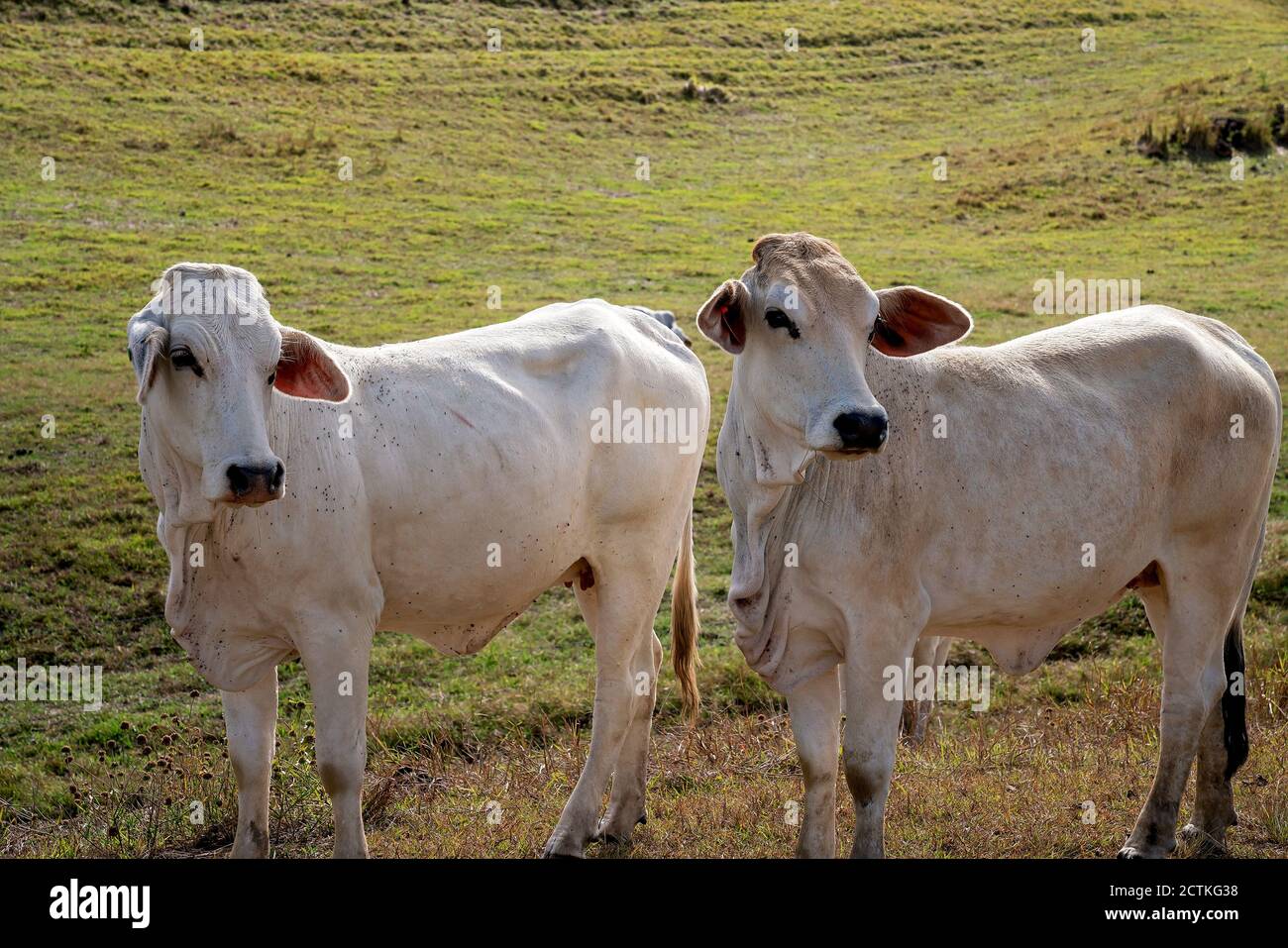 Cattle wandering along a country dirt road outside of their fenced ...