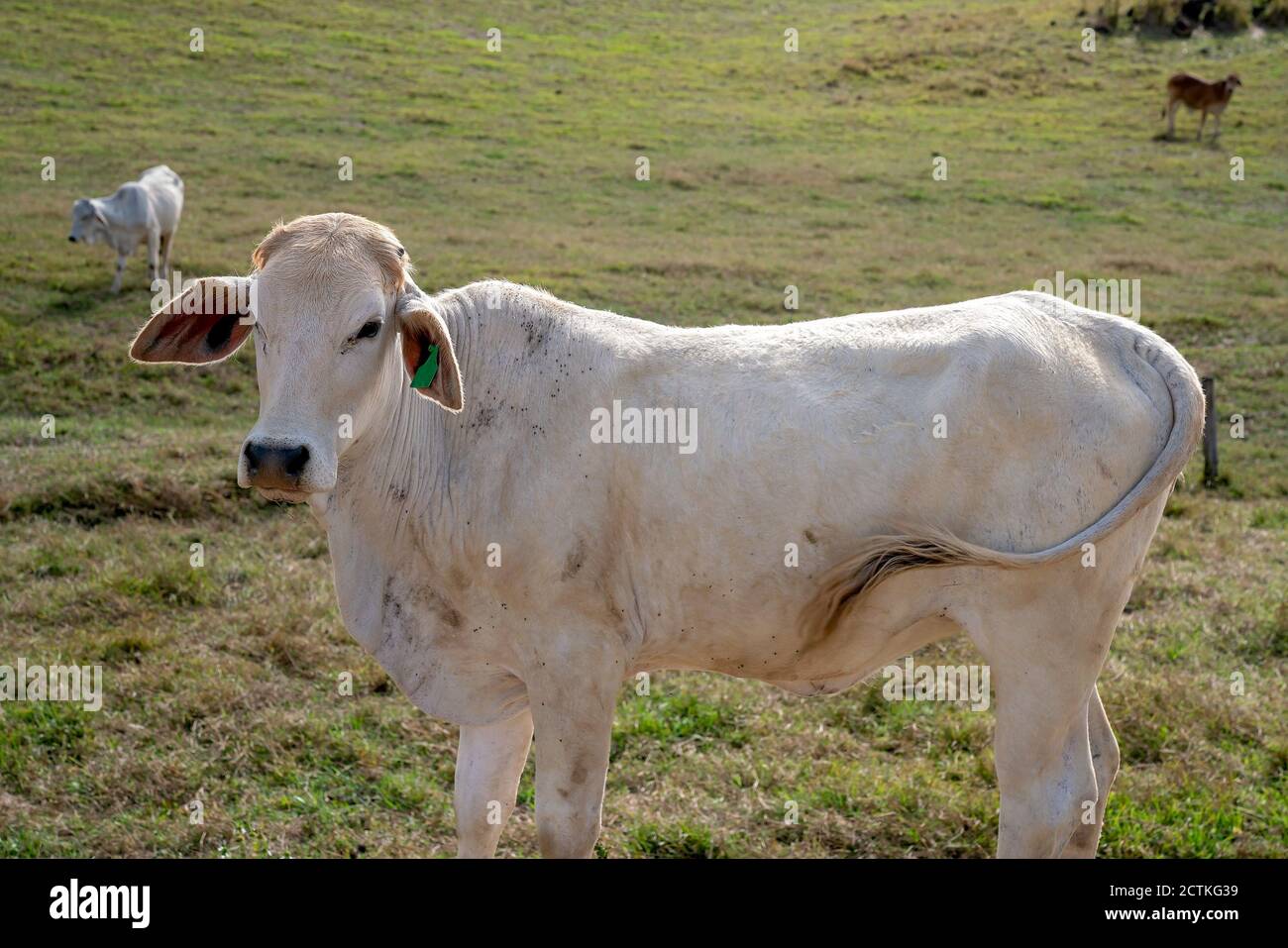 Cattle station property hi-res stock photography and images - Alamy