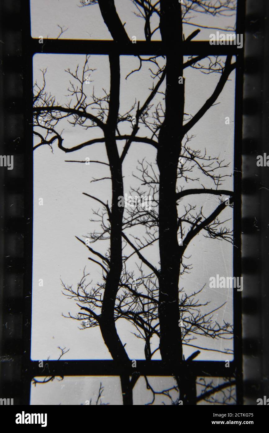 Fine 1970s vintage black and white photography of a ragged tree growing ...
