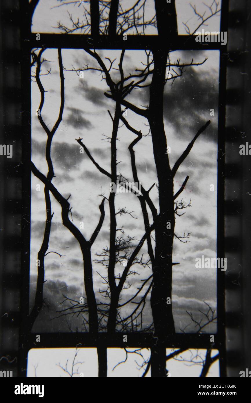 Fine 1970s vintage black and white photography of a ragged tree growing ...