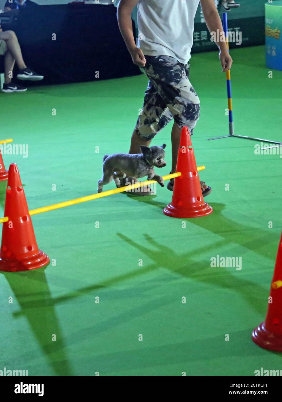 A dog owner and a dog participate in the Dog Sports Game competition at ...