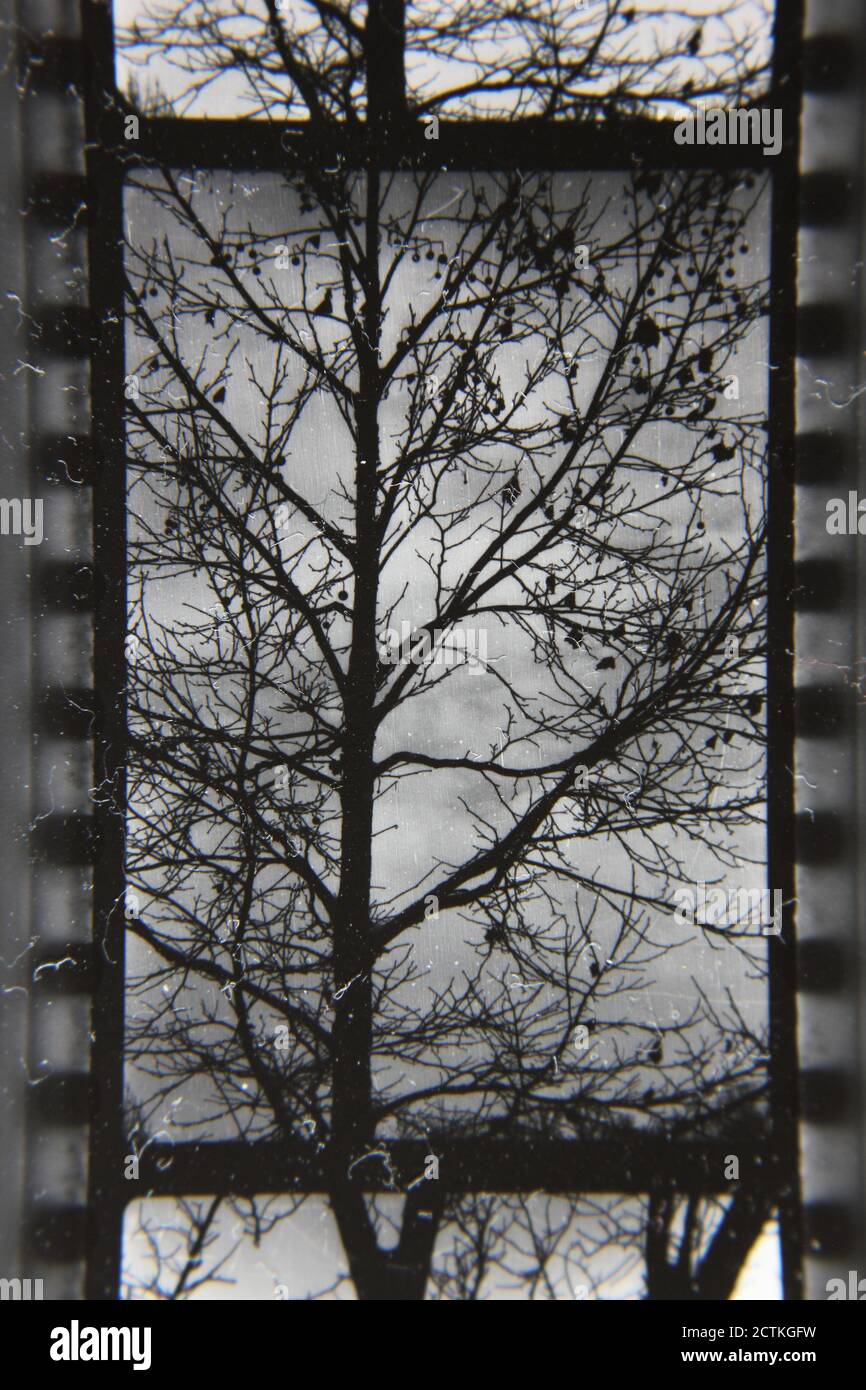 Fine 1970s vintage black and white photography of a ragged tree growing ...