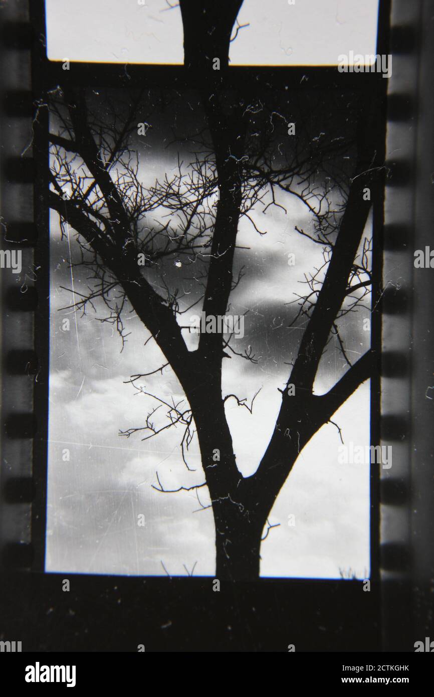 Fine 1970s vintage black and white photography of a ragged tree growing ...