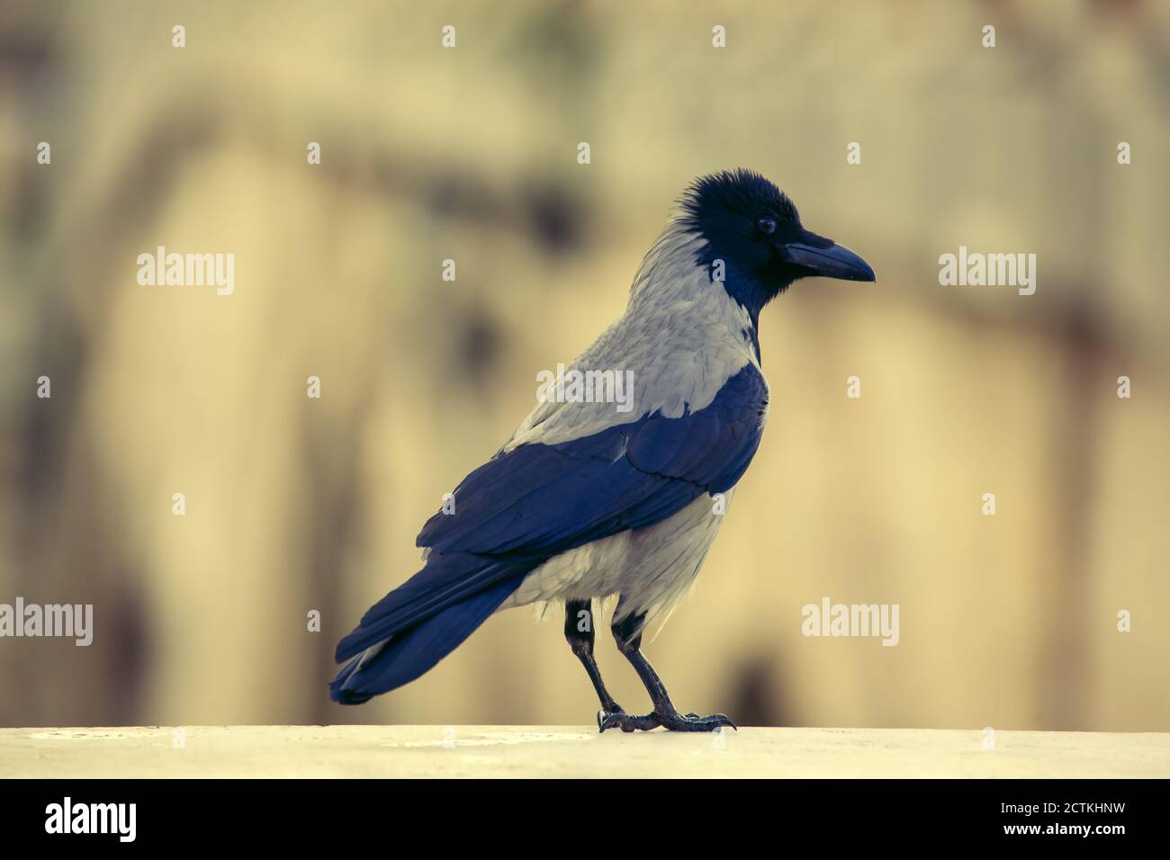 Name corvus hi-res stock photography and images - Alamy