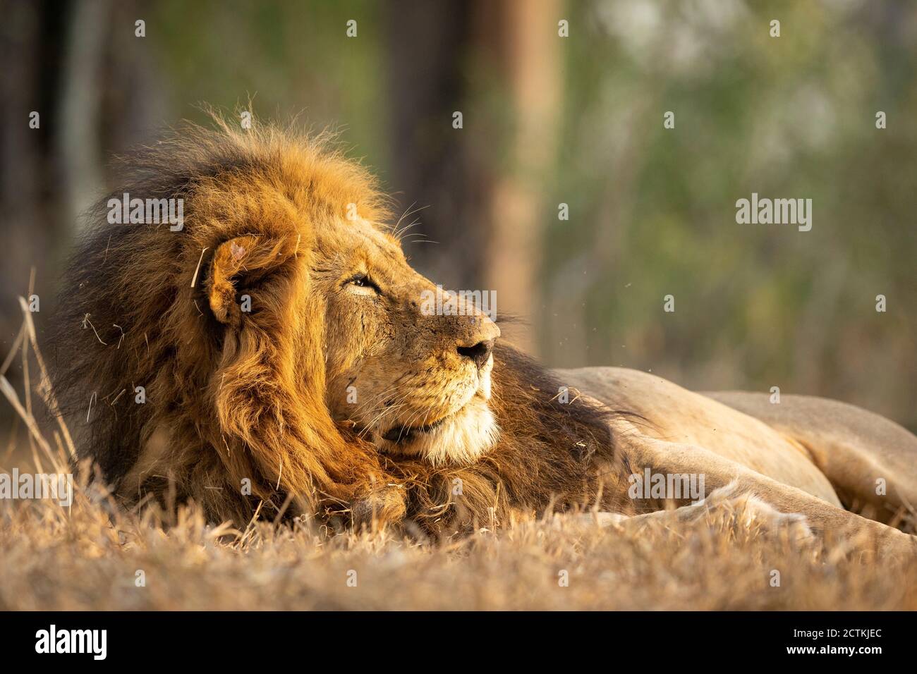 Horizontal portrait of a male lion lying in dry grass in sunset in ...