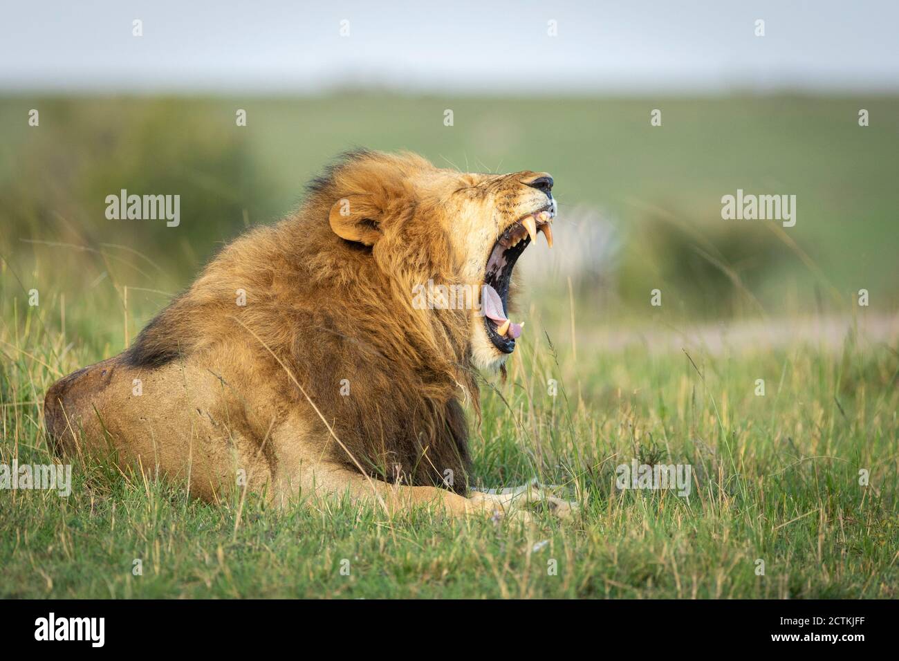 Male half portrait outdoor hi-res stock photography and images - Alamy