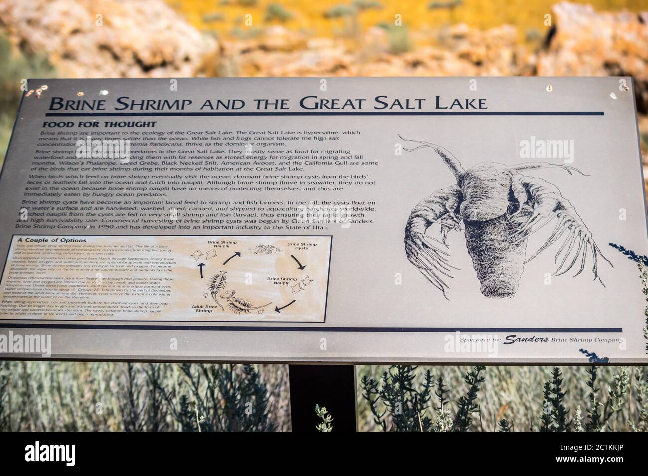 Salt lake brine shrimp utah hi-res stock photography and images - Alamy
