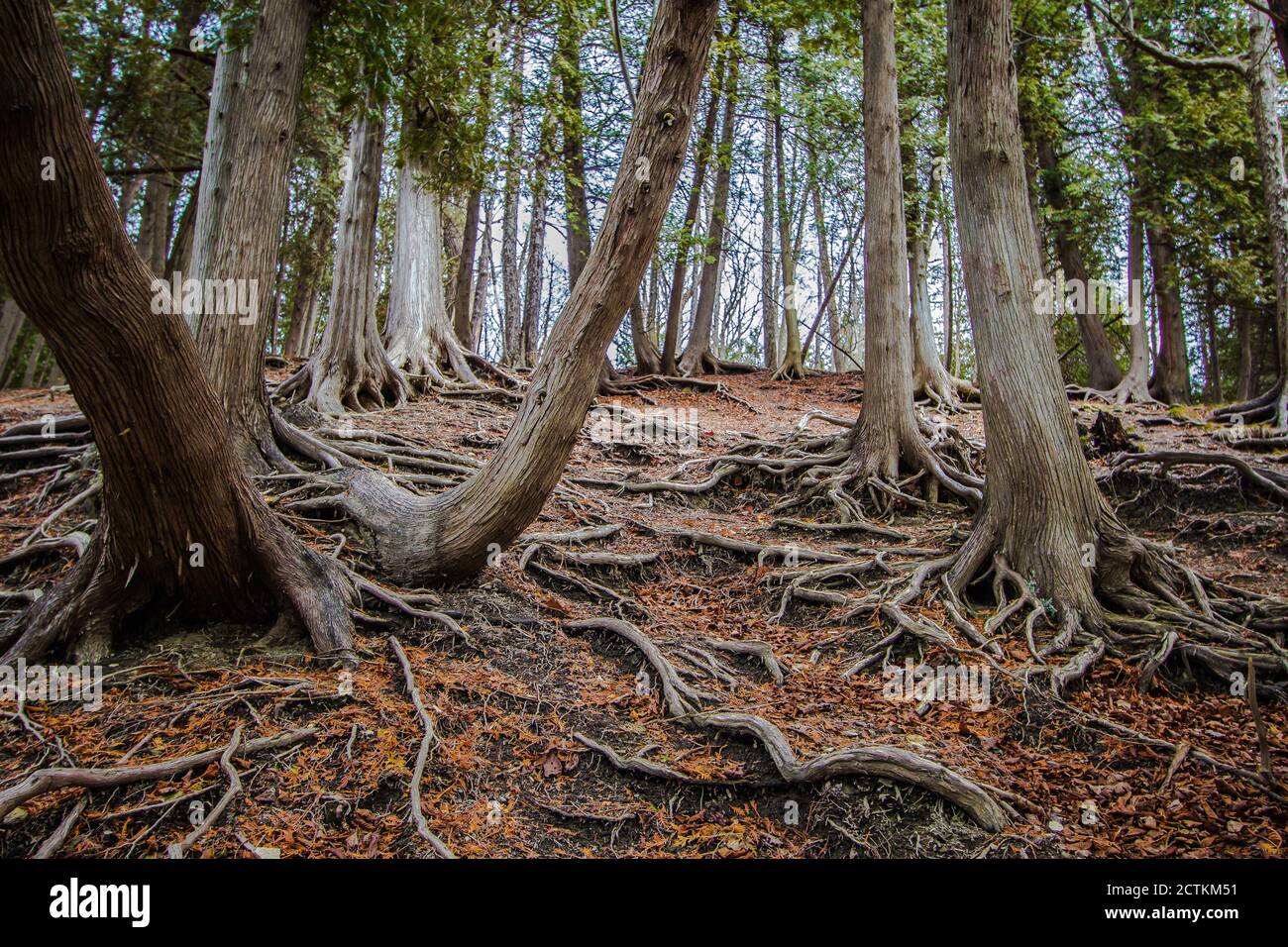 Creepy Roots High Resolution Stock Photography and Images - Alamy