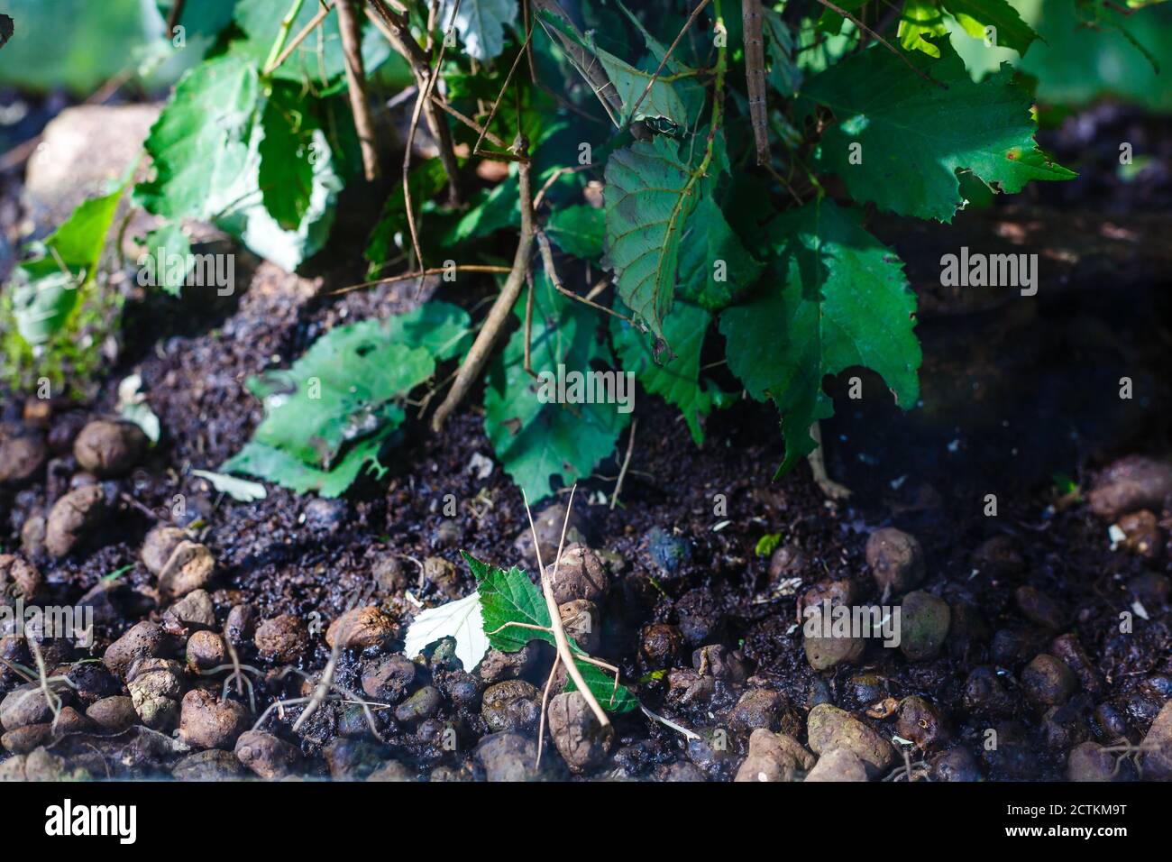 Walking Stick Insect Or Phasmids Also Known As Stick Insects Stick Bugs Walking Sticks Bug