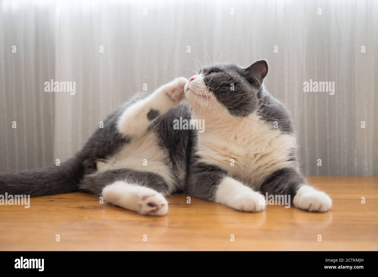 British shorthair cat scratching on the table Stock Photo - Alamy