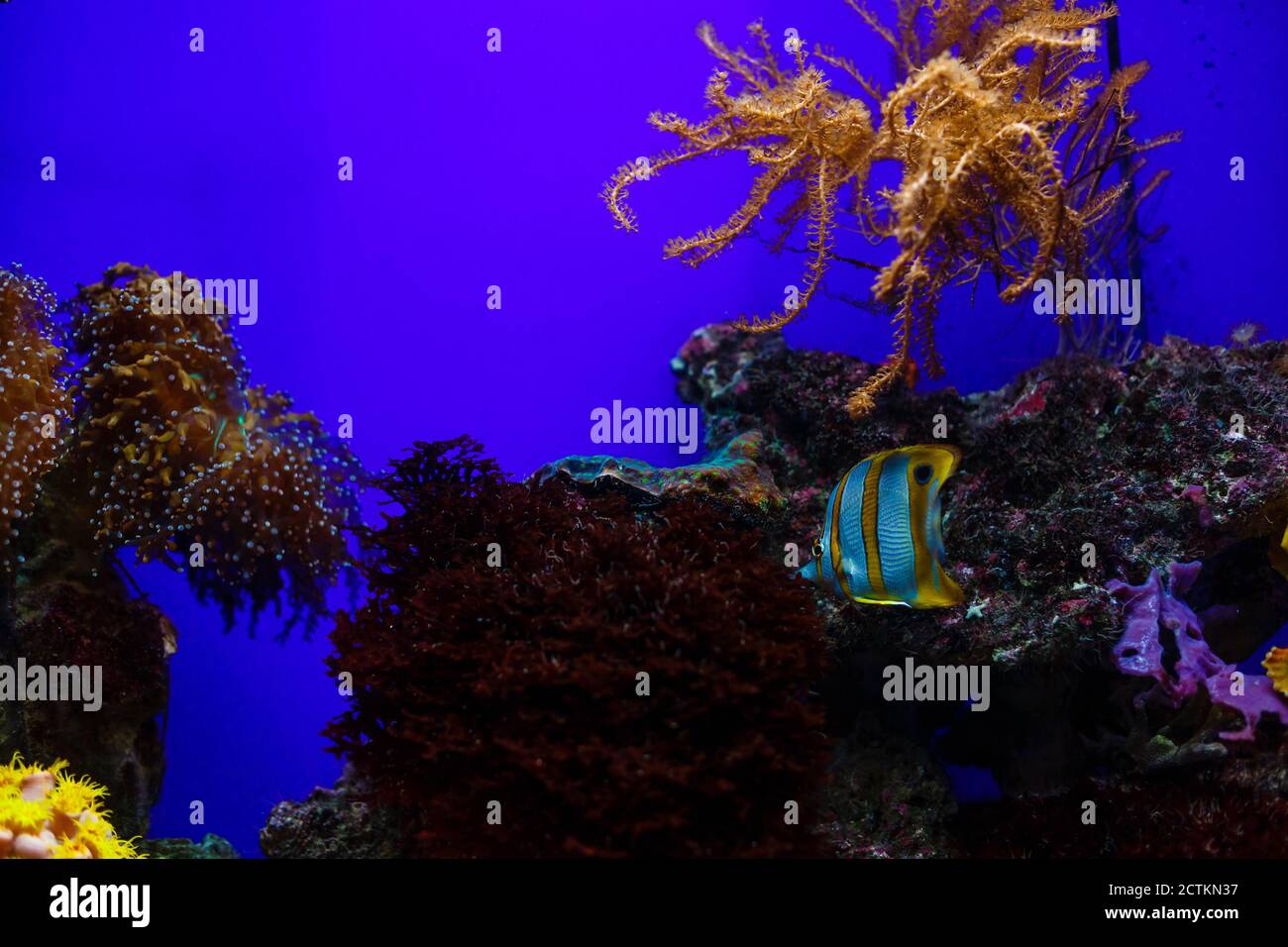 Little colorful fish, bright coral reef in aquarium. Underwater life ...