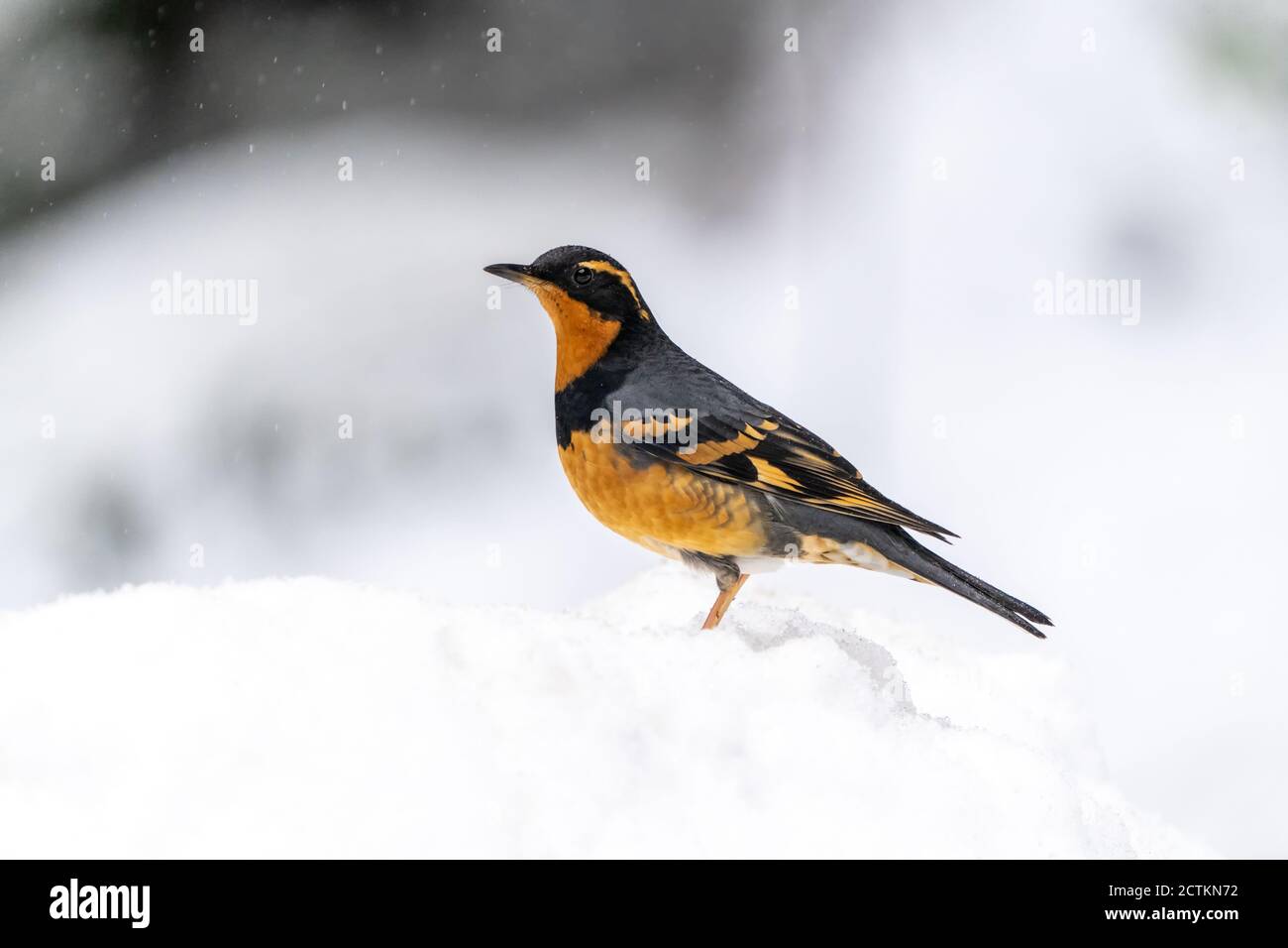 Issaquah, Washington, USA. Male Varied Thrush standing on a deep pile ...