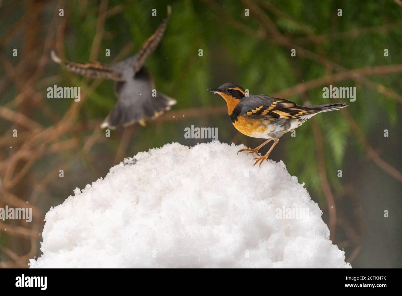Varied thrush bird flying hi-res stock photography and images - Alamy