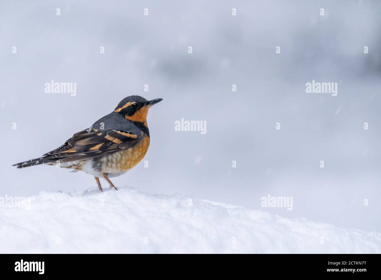 Issaquah, Washington, USA. Male Varied Thrush standing on a deep pile ...