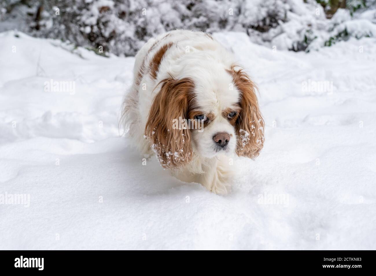Issaquah, Washington, USA. "Mandy", an elderly Cavalier King Charles ...