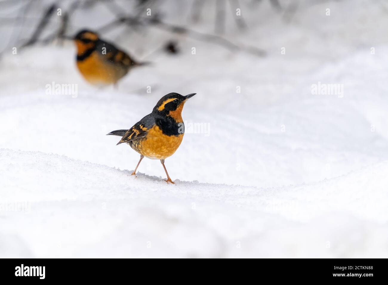 Issaquah, Washington, USA. Male Varied Thrush standing on a deep pile ...