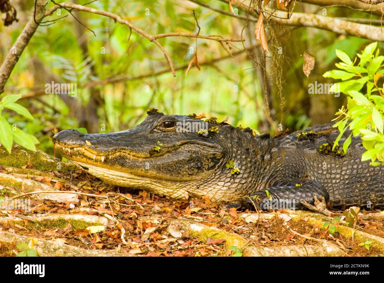 Corkscrew Swamp Sanctuary, Florida, USA. American Alligator resting on ...