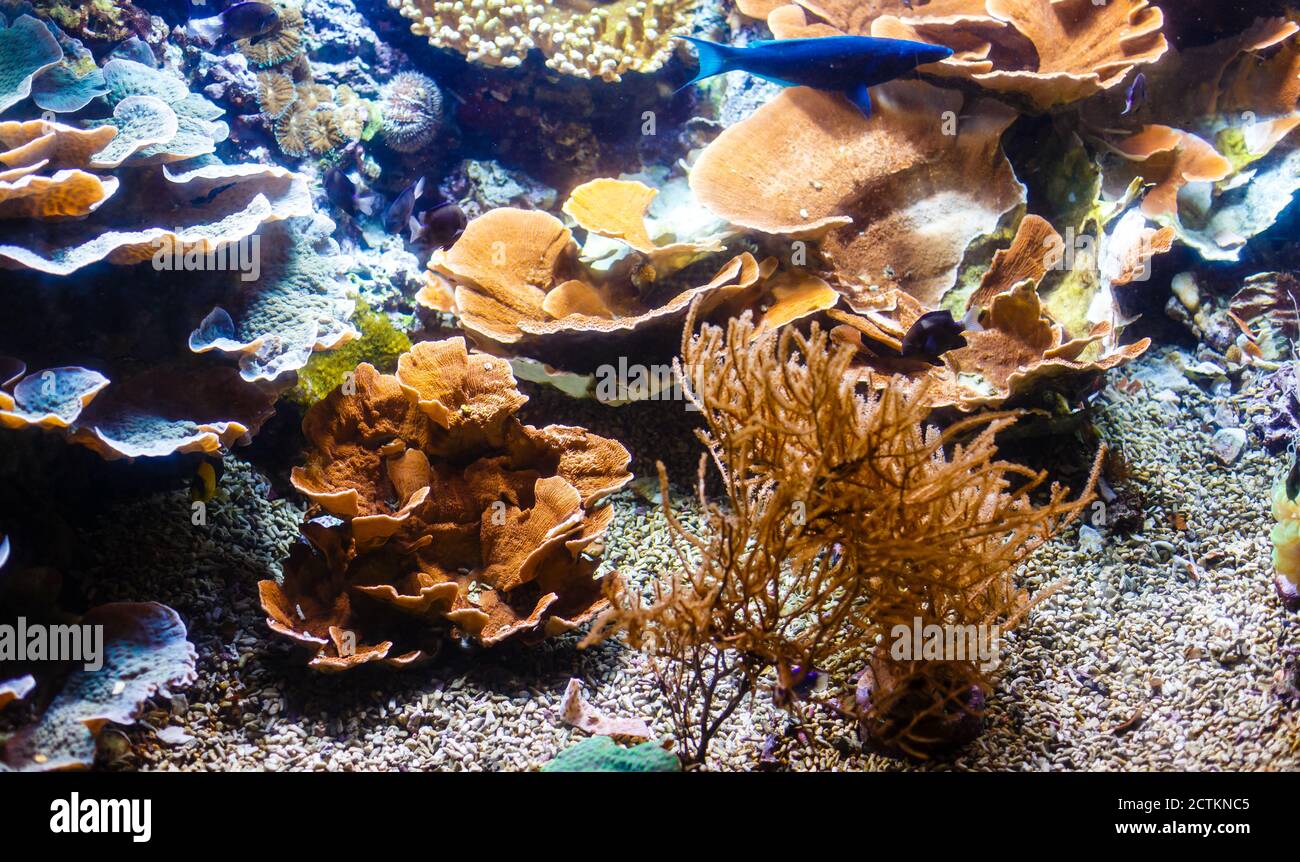 Little colorful fish, bright coral reef in aquarium. Underwater life ...