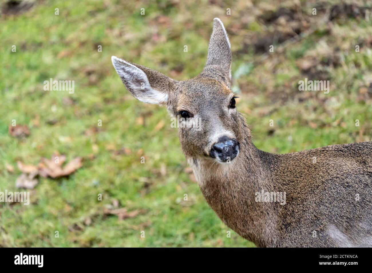 Images Of Deer From Above