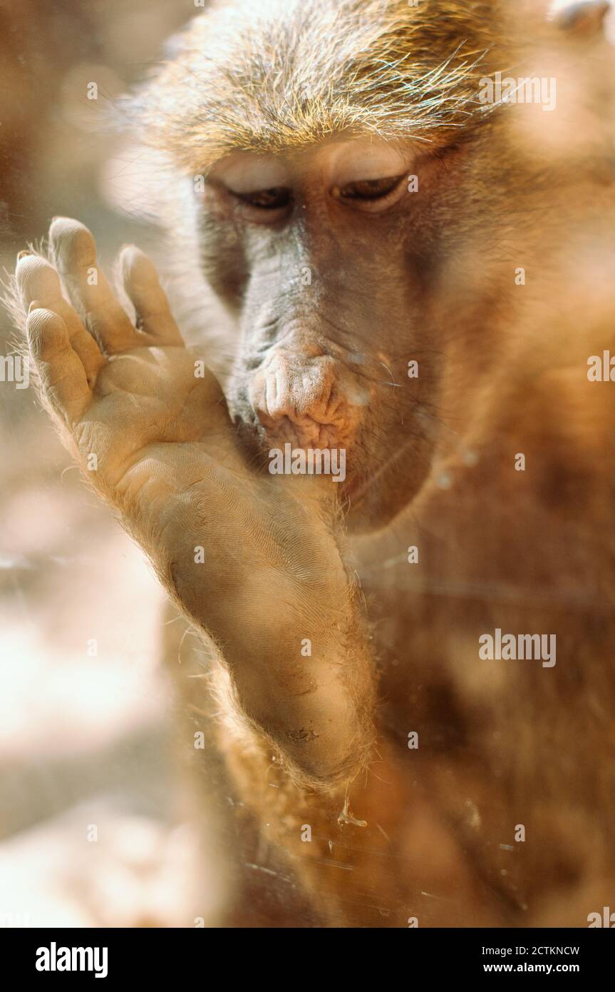 Orange Finger Monkeys