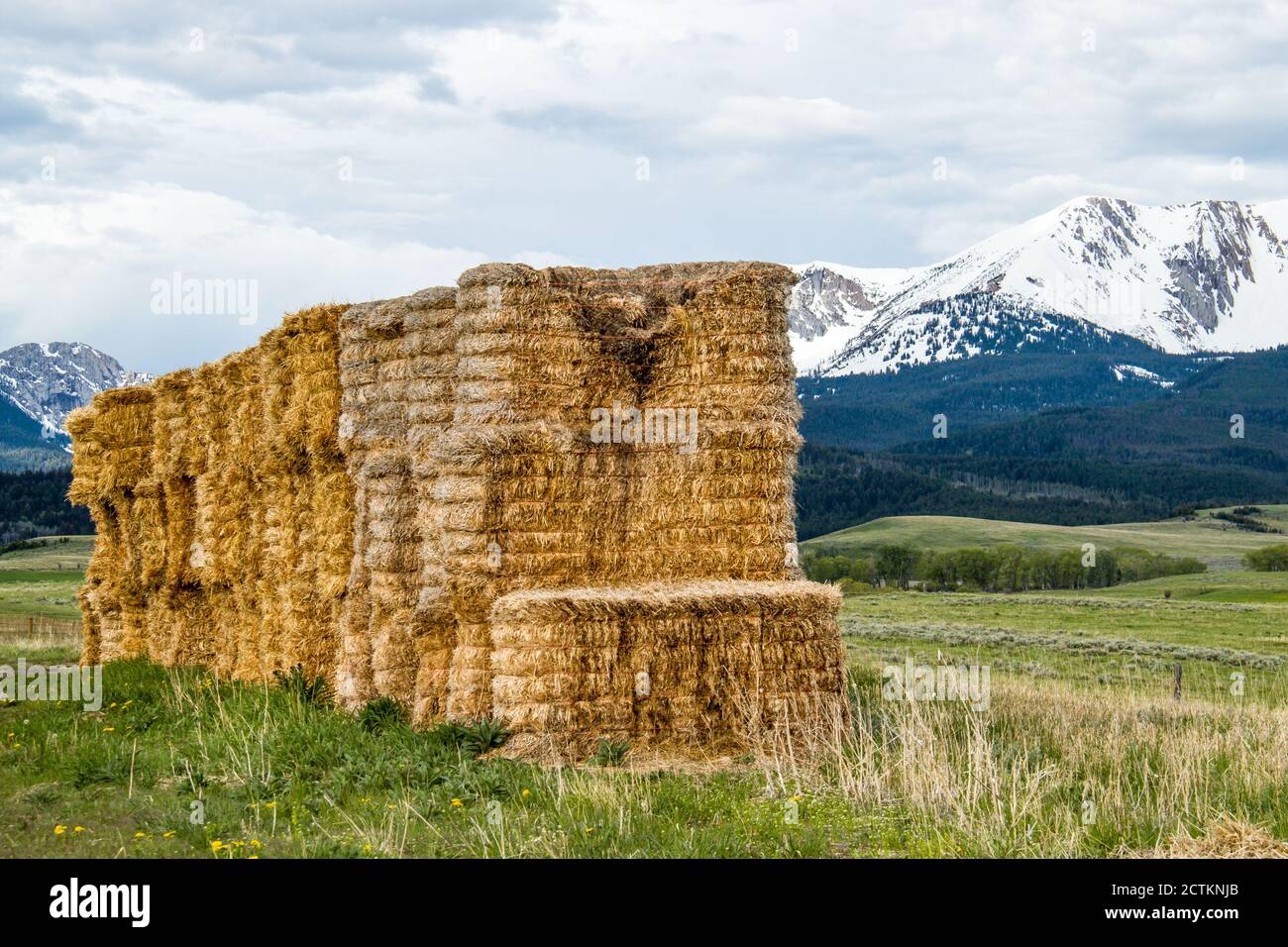 Bozeman, Montana, USA. Stacked cylindrical hay bales in a field Stock ...
