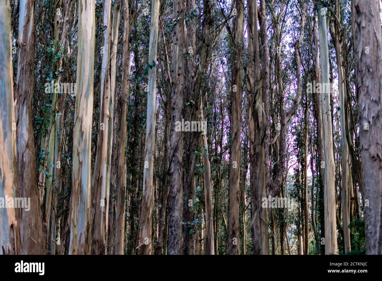 A view of a forest with tall trees. Tall and brown tree trunks inside a ...