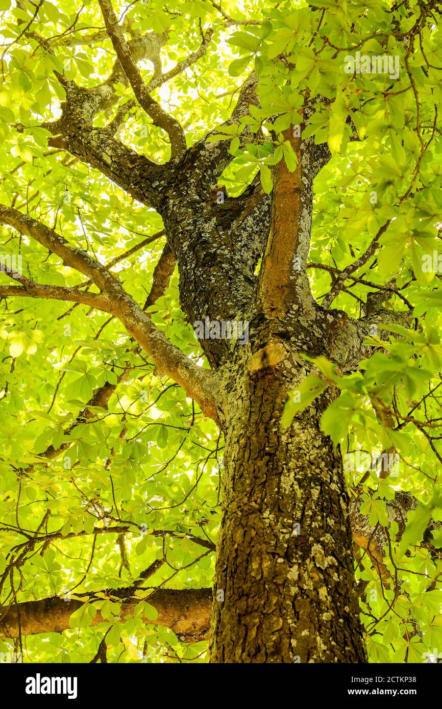 Todi, Umbria, Italy. Looking upwards on an old European Horse-Chestnut ...
