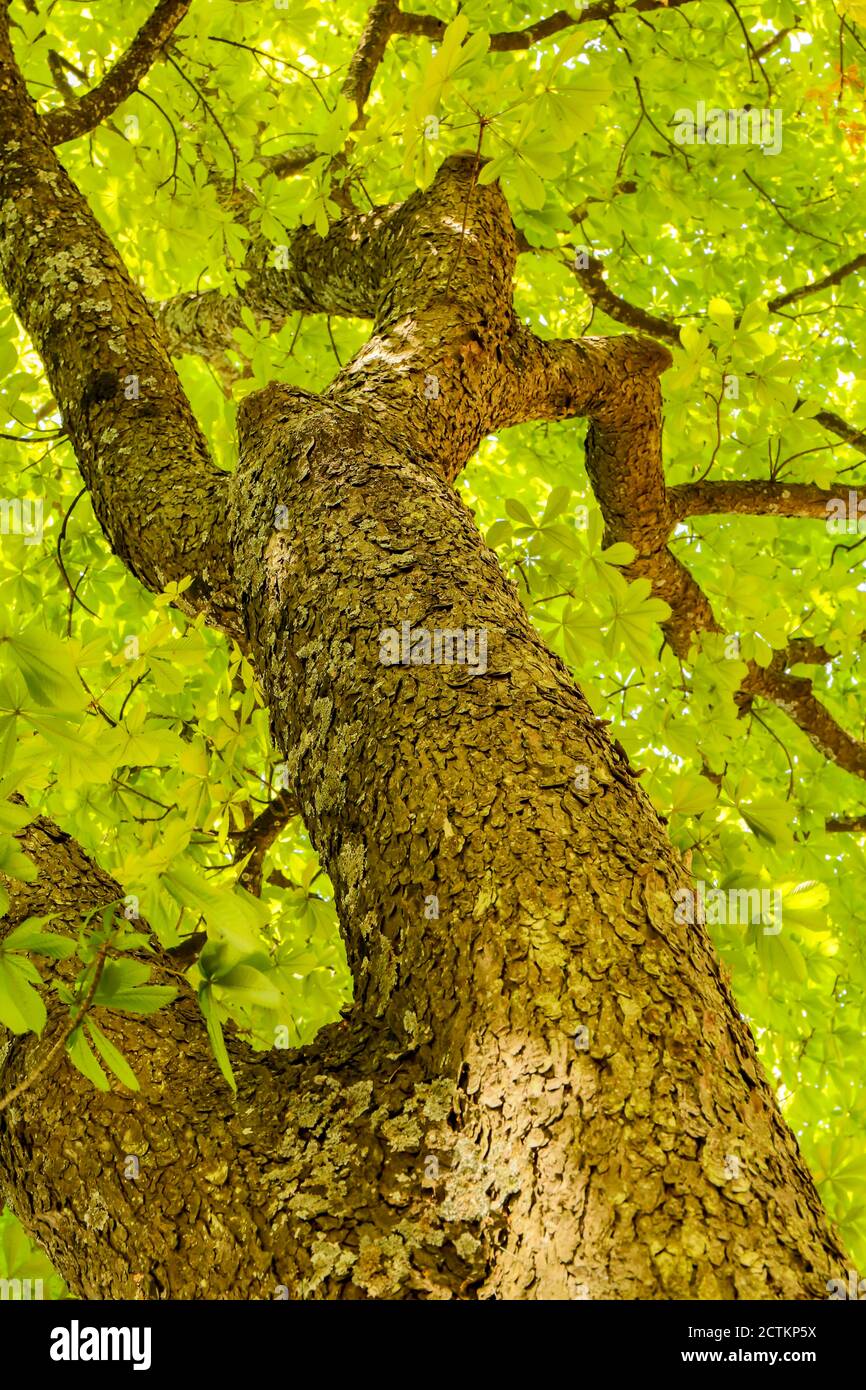 Palmately compound hi-res stock photography and images - Alamy