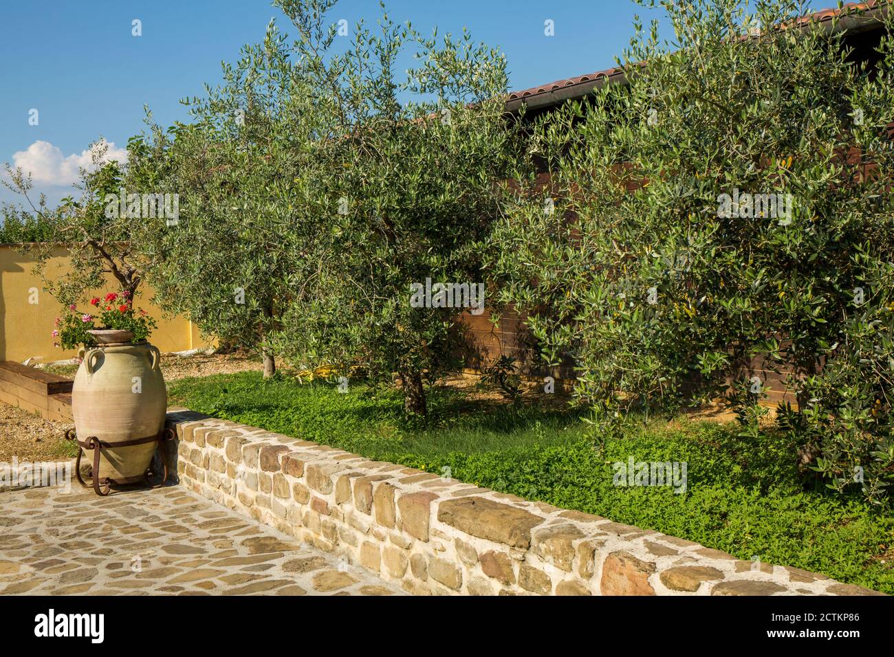 Todi, Umbria, Italy. Olive trees owned by the Decimi company, used to ...