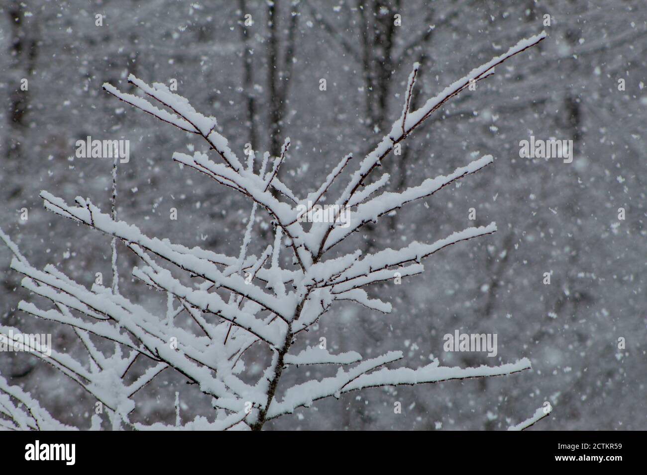 Tree limbs with snow hi-res stock photography and images - Alamy