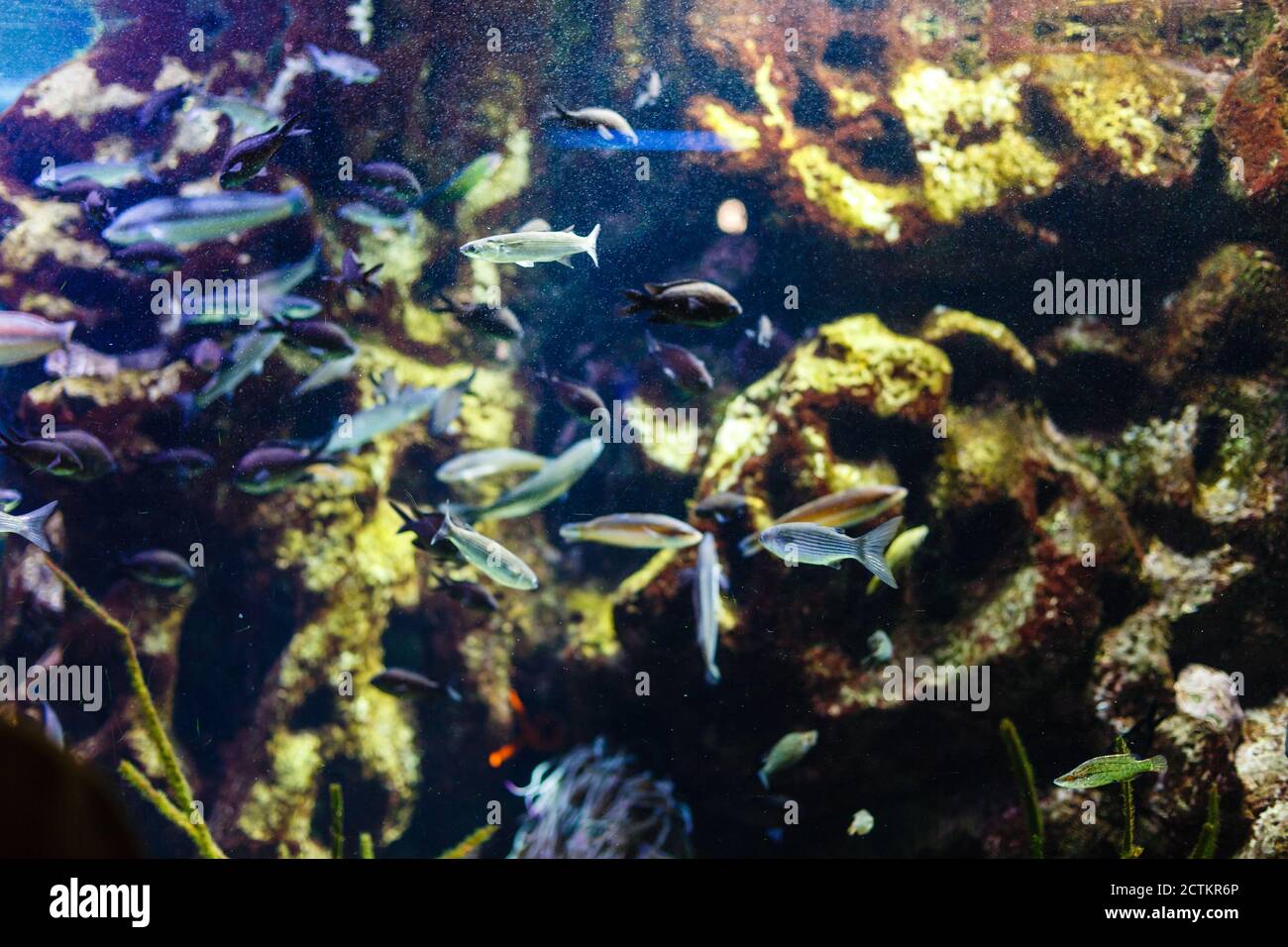 shiny fish in the aquarium Stock Photo - Alamy